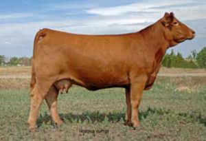 Females - Beastrom Gelbvieh Ranch