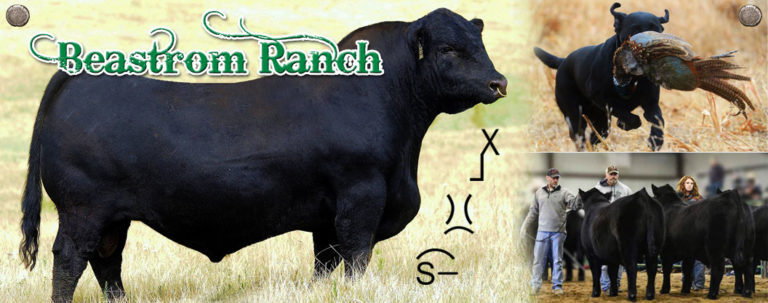 Welcome to Beastrom Gelbvieh Ranch and Guided Pheasant Hunts